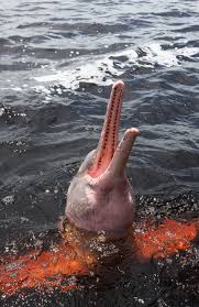 Acontece amanhã o "julgamento" do Boto Rosa em Manaus - Blog do Hiel Levy